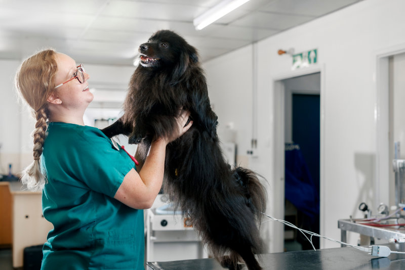 Aldgate Veterinary Practice - Home