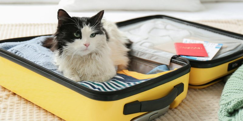 Requirements For Taking Your Pet Abroad | Aldgate Vets