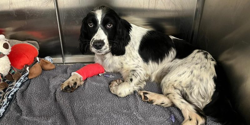 Lap-Spaying: How Does It Work and What Are the Advantages? - Aldgate ...