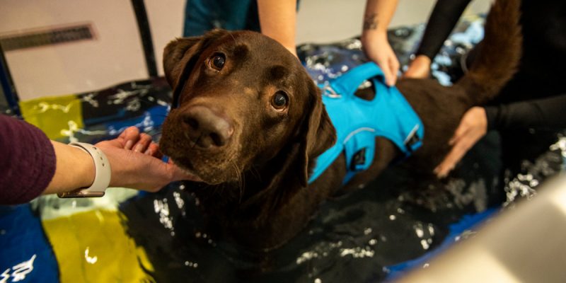 Therapies for Treating Arthritis in Dogs & Cats | Aldgate Vets