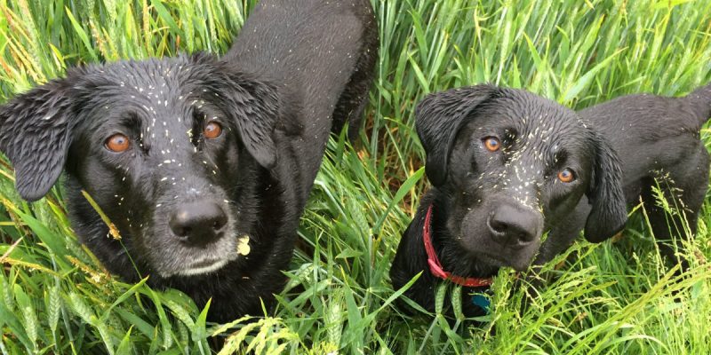 Dangers of Grass Seeds in Dogs | Aldgate Vets
