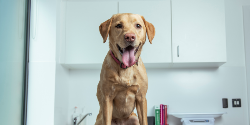 Common Dog Skin Conditions | Aldgate Vets