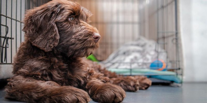 Kennel Cough in Dogs | Aldgate Vets