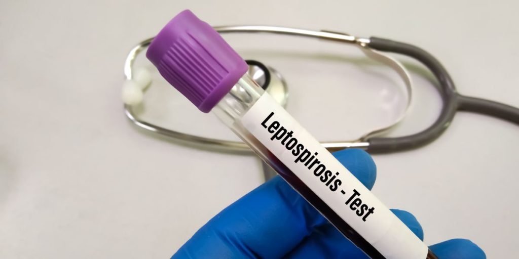 Leptospirosis In Dogs | Aldgate Vets