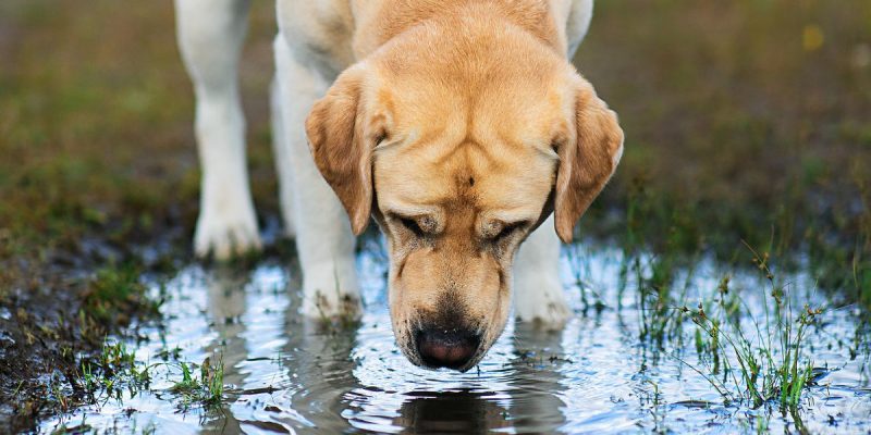 Lap-Spaying: How Does It Work and What Are the Advantages? - Aldgate ...
