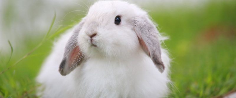 Pet Vaccinations Bridlington | Aldgate Vets